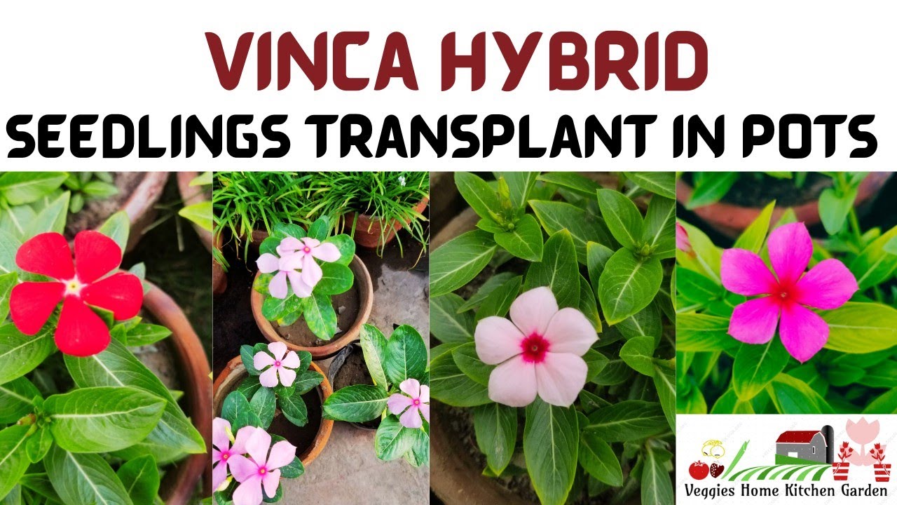 #Vinca Hybrid Seedlings transplant in pots with care tips at Asim ...