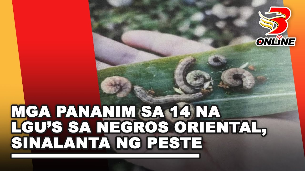 Mga pananim sa 14 na LGU’s sa Negros Oriental, sinalanta ng peste - YouTube