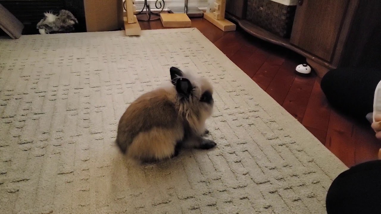 Rabbit Tricks Gizmo The Baby Lionhead Rabbit - "walk backwards" clicker ...
