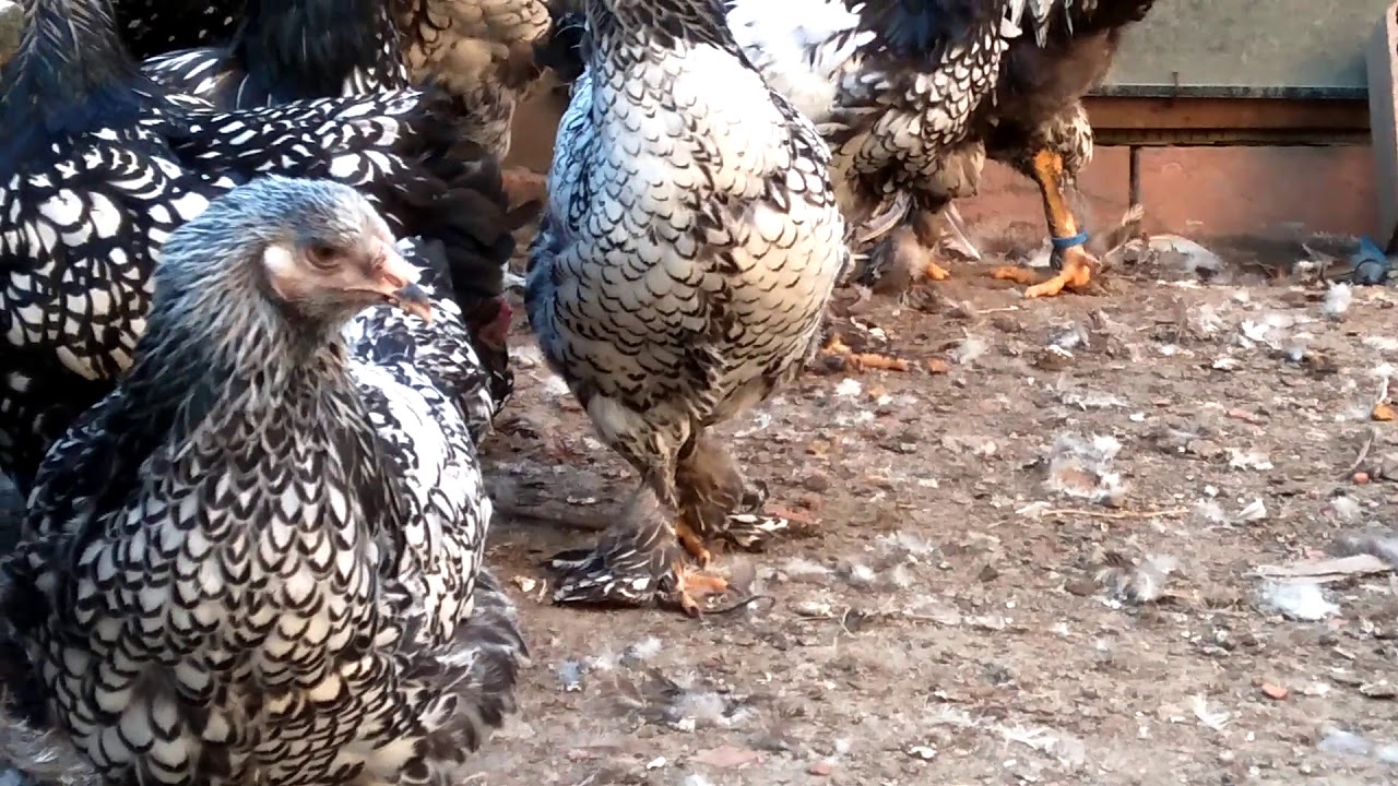 Silver laced brahma 8 aylık sahiplendirilecektir - YouTube