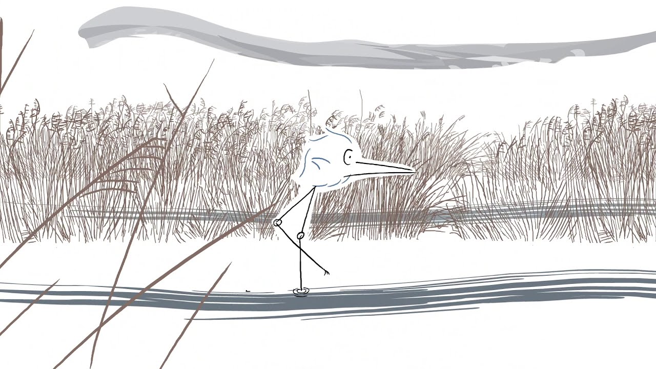 Bird in Wetland | 2D Animation | ordnajelA zenìtraM - YouTube