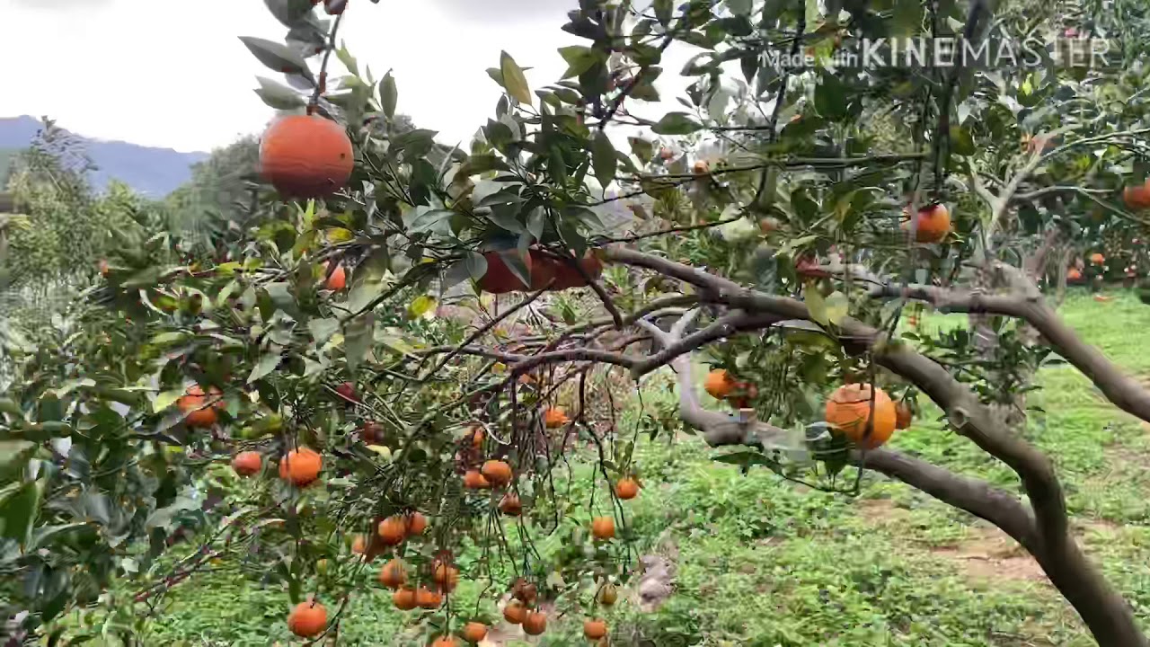 Orange farm at hsinchu taiwan - YouTube