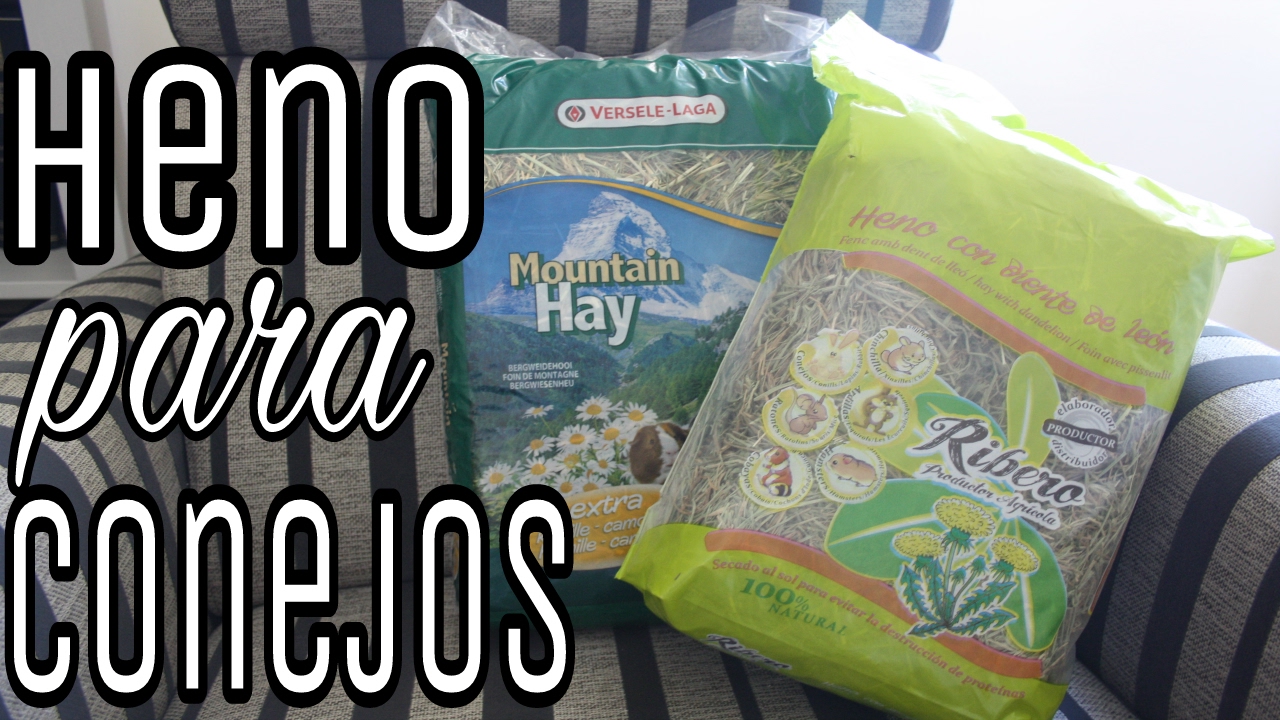 TODO sobre el HENO 🌱: DIFERENCIA HENO/PAJA + MEJOR heno CONEJOS - YouTube