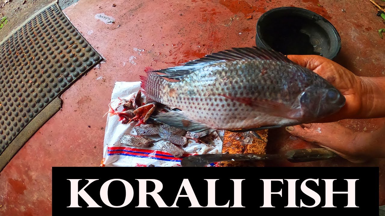 MY MOTHER IS CUTTING KORALI FISH | Home Fish cutting | Fish Cutting ...