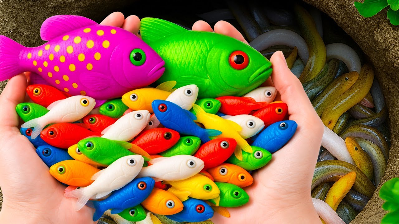Catch Vibrant Aquarium Fish in Small Ponds, Turtles, Dumbo Guppies ...