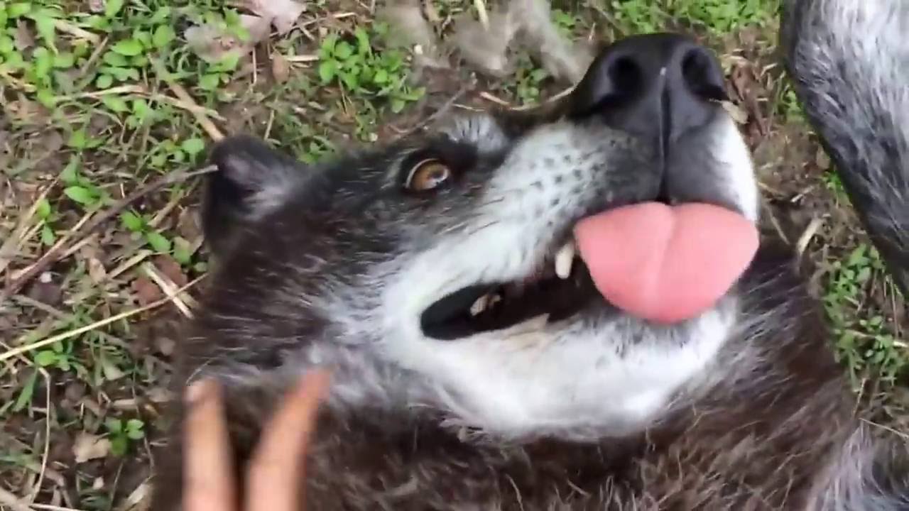 A very happy wolf in YouTube HD - YouTube