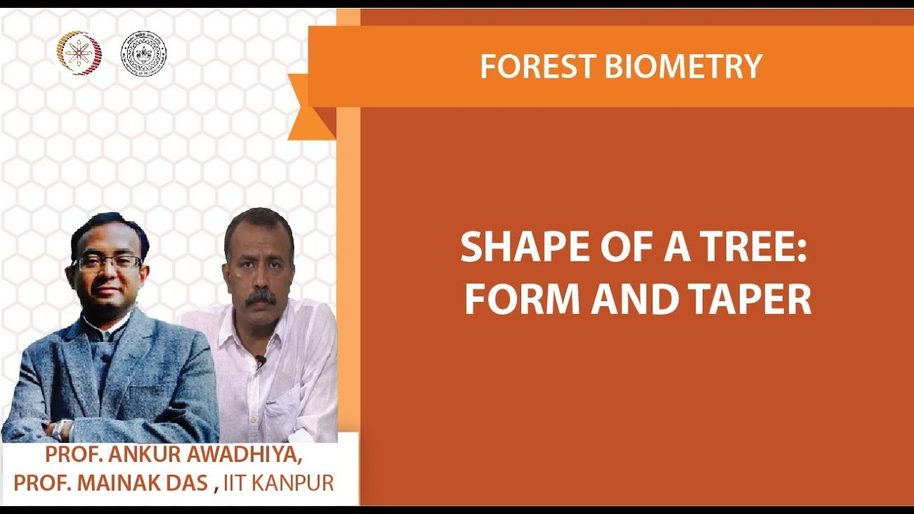Shape of a tree: Form and Taper - YouTube
