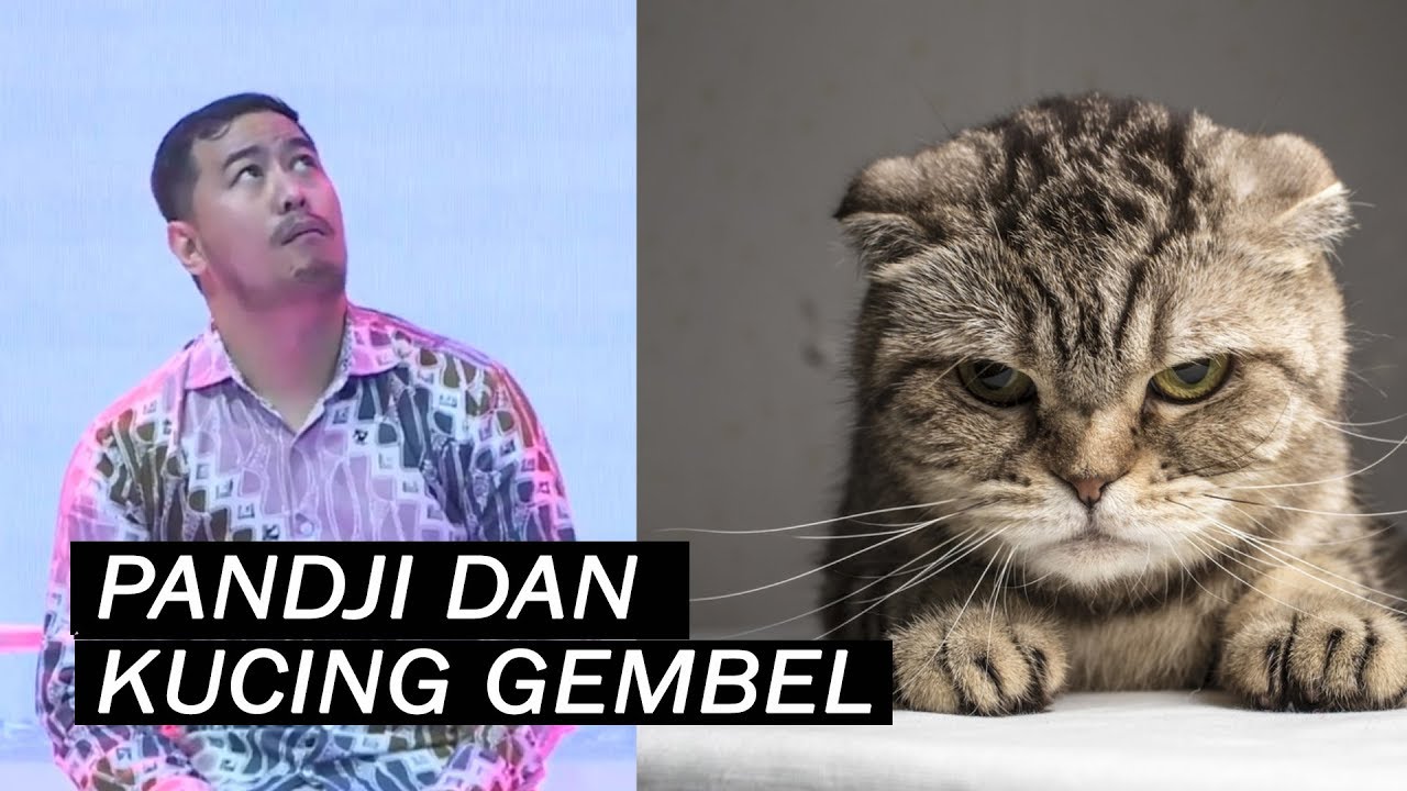 Reaksi Video Pandji Ngatain Kucing Gembel, Netijen Indonesia Emang dah ...