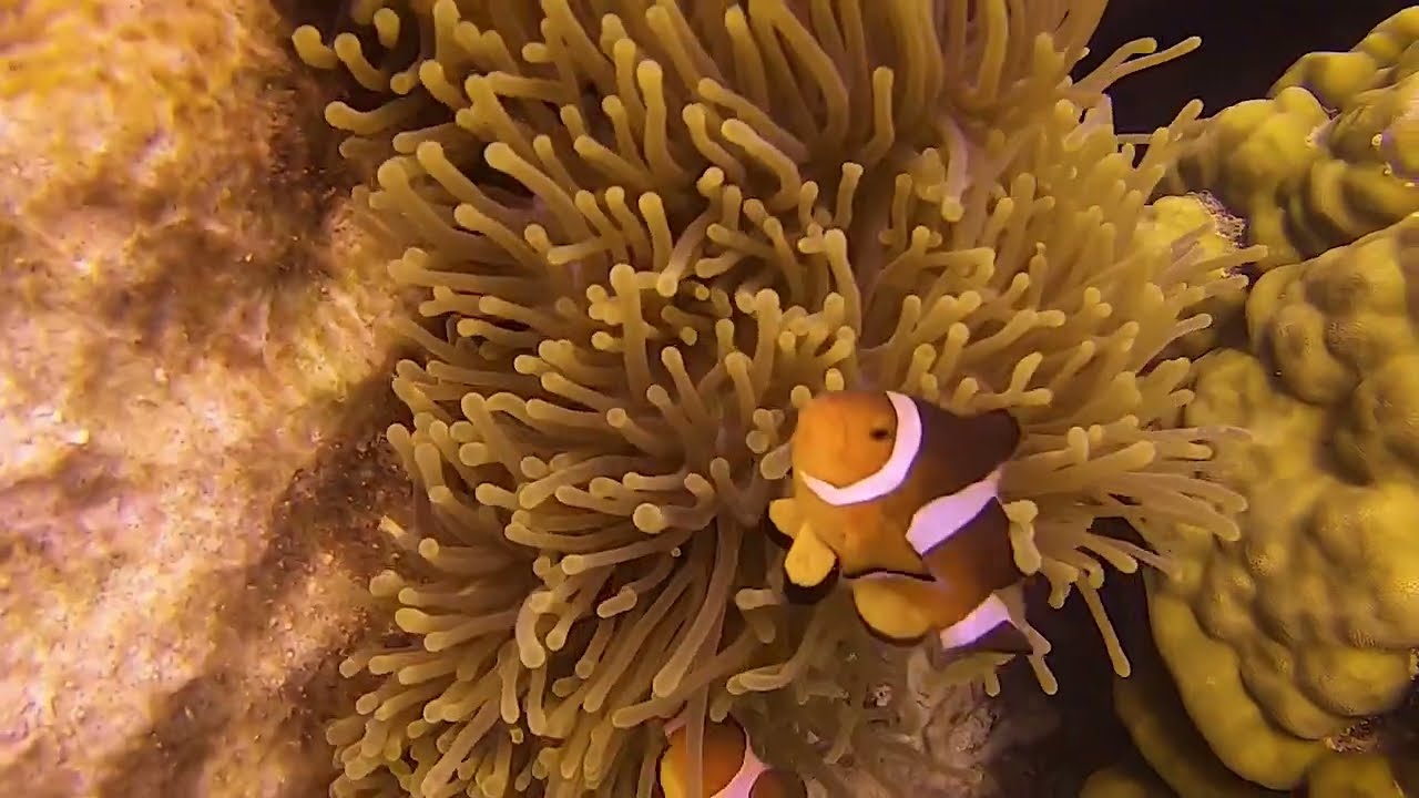 Perhentian Island Snorkeling - Fish Collection - YouTube