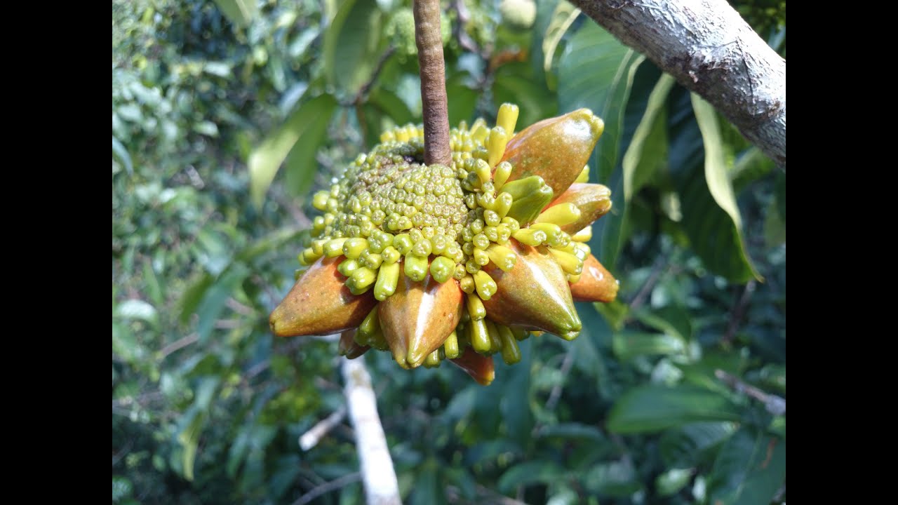 Prainea limpato (Artocarpus limpato) - YouTube