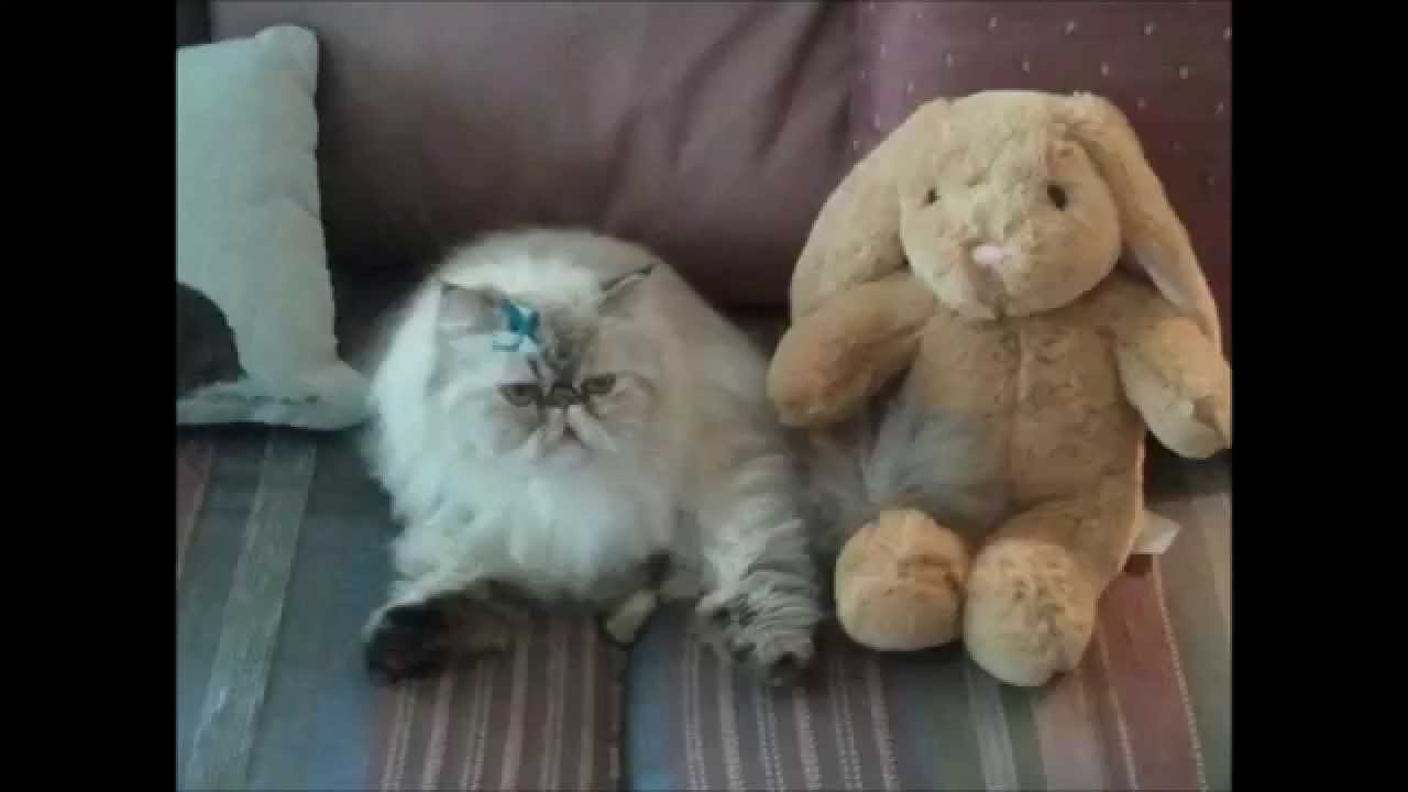 FOG Funny Pet Pics3 - YouTube