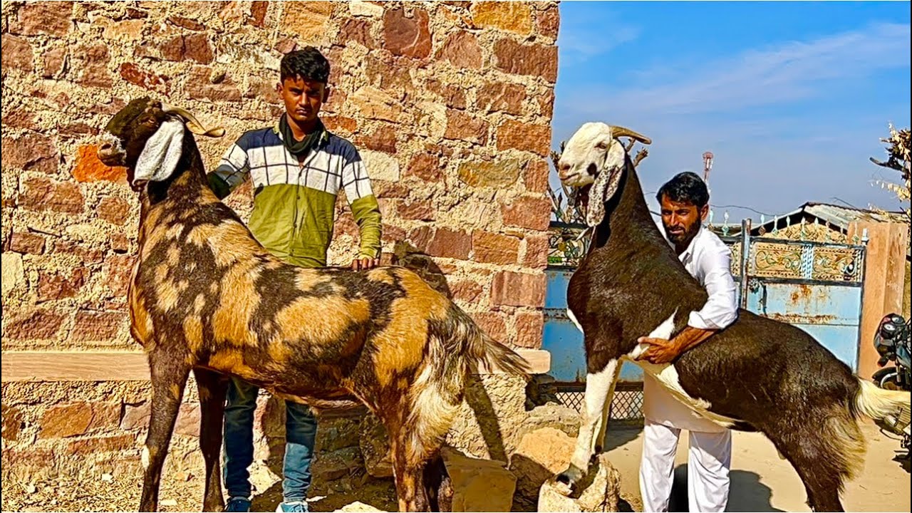 Approx 140 KG, 44” Height Khassi Goats of Mehruddin Goat Farm, Pipar ...