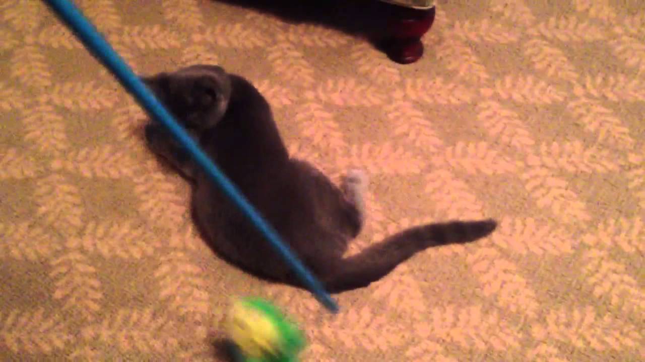 New Russian Blue kitten playing - YouTube