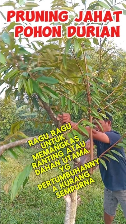 PRUNING JAHAT POHON DURIAN - YouTube