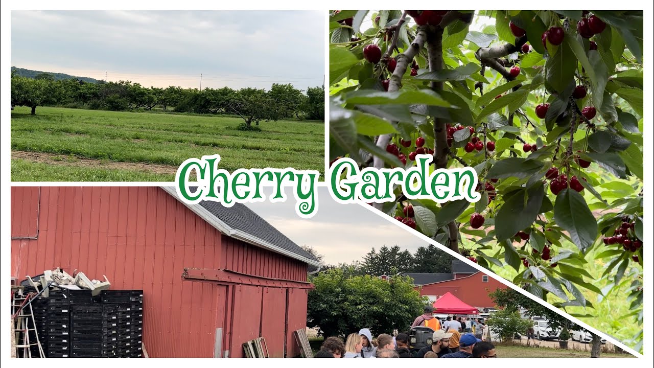 Cherry Farm Adventure In Ontario, canada || Summer 2023 || Cherry ...