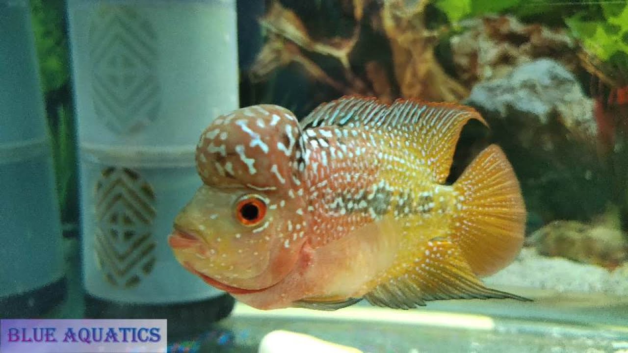 Dual Tone Kamfa Flowerhorn Fish - YouTube