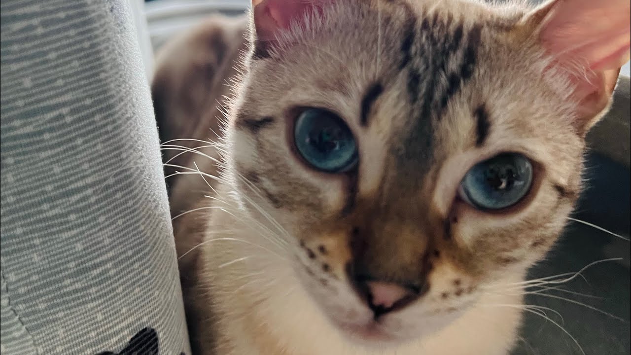 Cat requests pets and loves to start her day! - YouTube