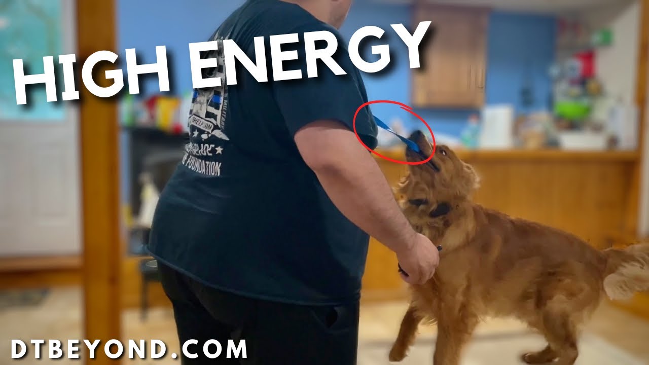 How To E-Collar Train A High Energy Dog For Beginners! - YouTube