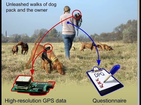 Leadership are linked to dominance order and individual traits in dogs ...