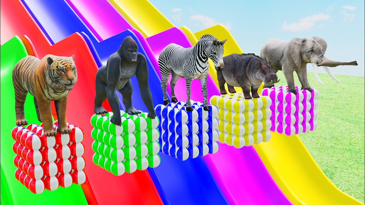 Long Slide Game With Elephant Gorilla Zebra Hippopotamus Tiger - 3d ...