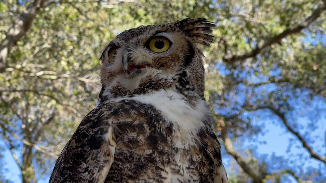 Birds at Santa Barbara’s Museum of Natural History safe following a ...