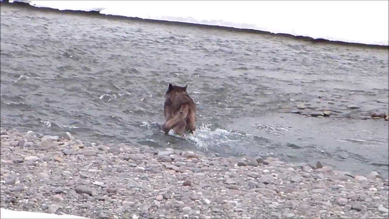 Wild Black Wolf -Lamar Pack "Spitfire"-Yellowstone - YouTube