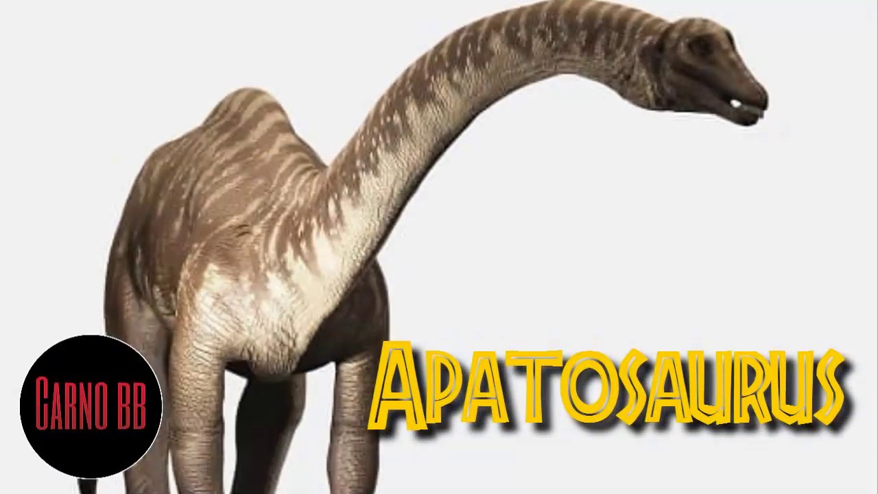 Conoce al APATOSAURUS | Curiosidades y datos | Carno bb | - YouTube