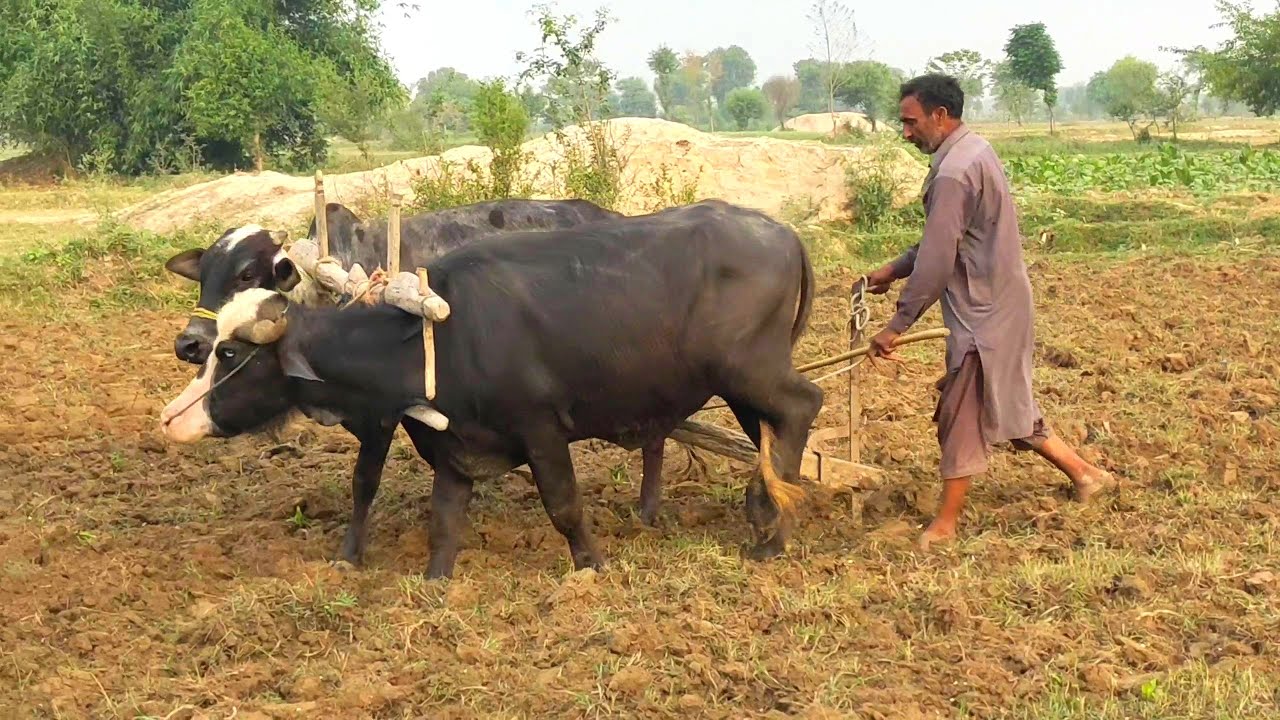 Ploughing With Buffalo And Bull power || ploughing with old methods of ...