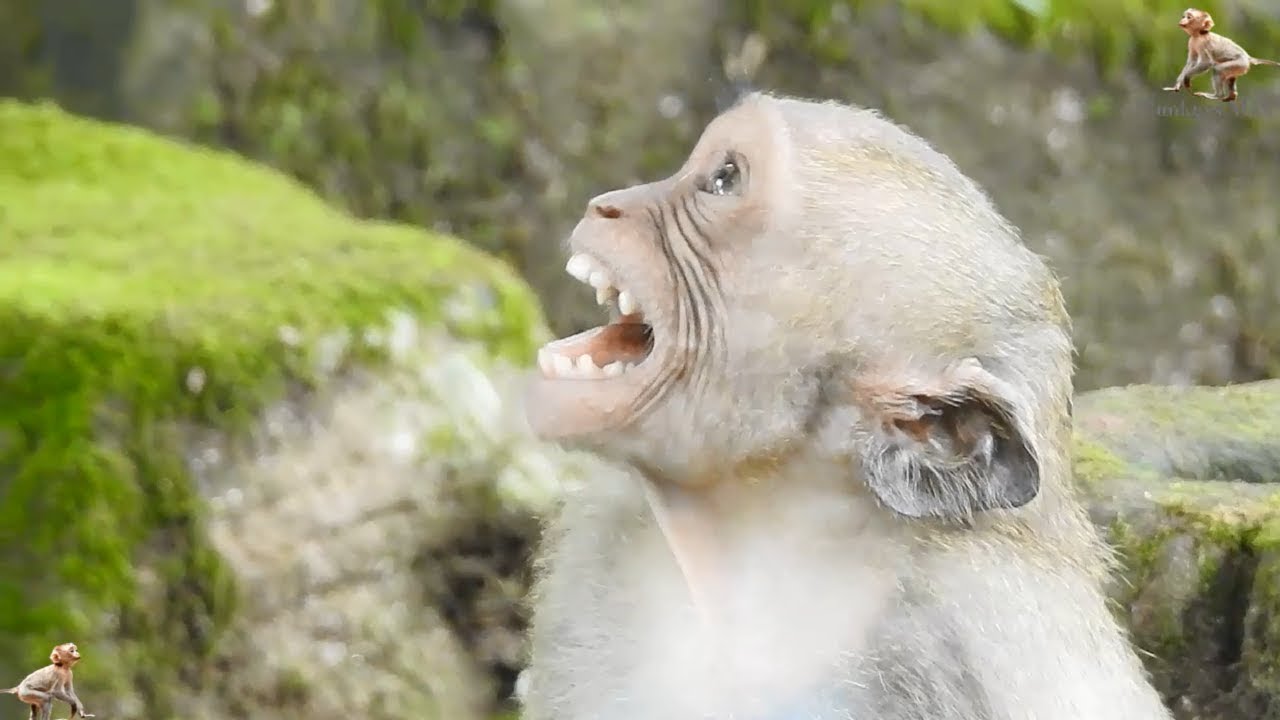 Poor Pity Baby Crying So So Loudly, Mummy Fight Him Daily Monkeys Man ...