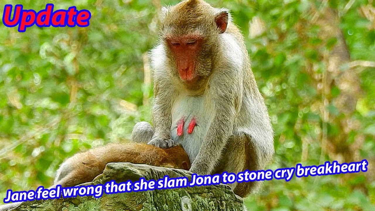 JANE MONKEY FAMILY UPDATE #DSCN0461 - YouTube