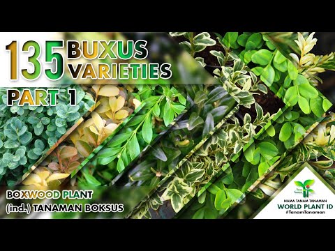 130+ BOKSUS, BUXUS Part 1 | BOXWOOD VARIETIES | PLANT ID | NAMA TANAM ...