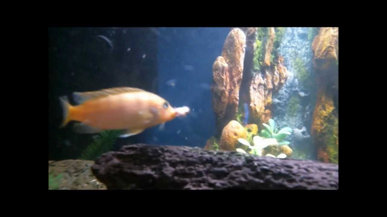 Feeding African Cichlids more Goldfish - YouTube