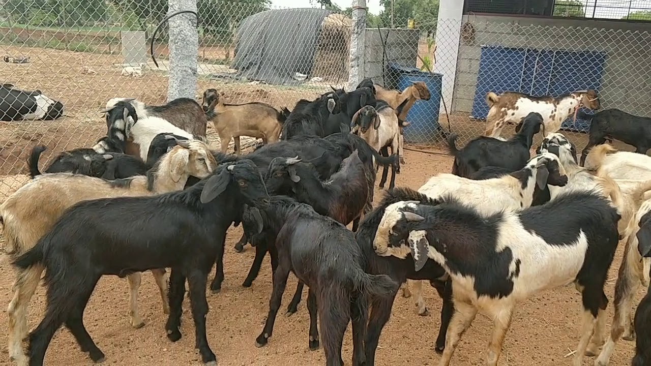 Goats of Pure local breed. - YouTube