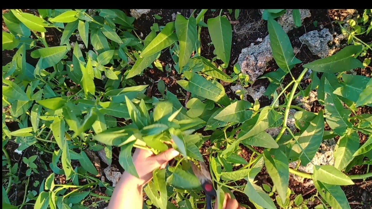 FIRST HARVEST SA AMING TANIM NA KANGKONG - YouTube