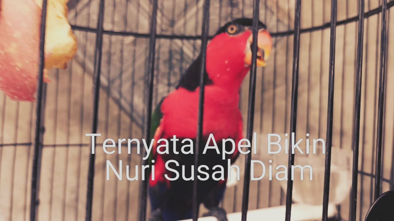 Robinho si Nuri kepala hitam siulan Variatif. - YouTube