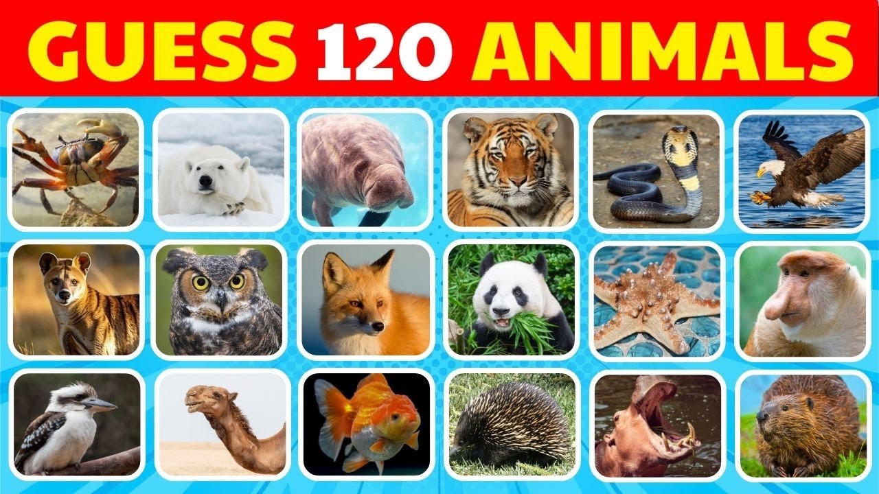 Guess 120 Animals in 3 Seconds | Can You Guess Them All? - YouTube