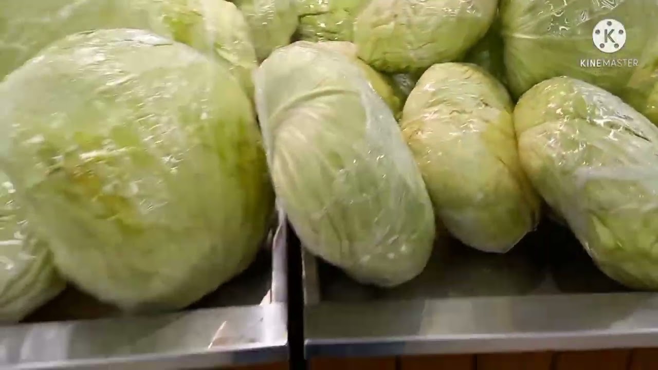 THE BIGGEST CABBAGE IN THE WORLD 😱#youtube - YouTube
