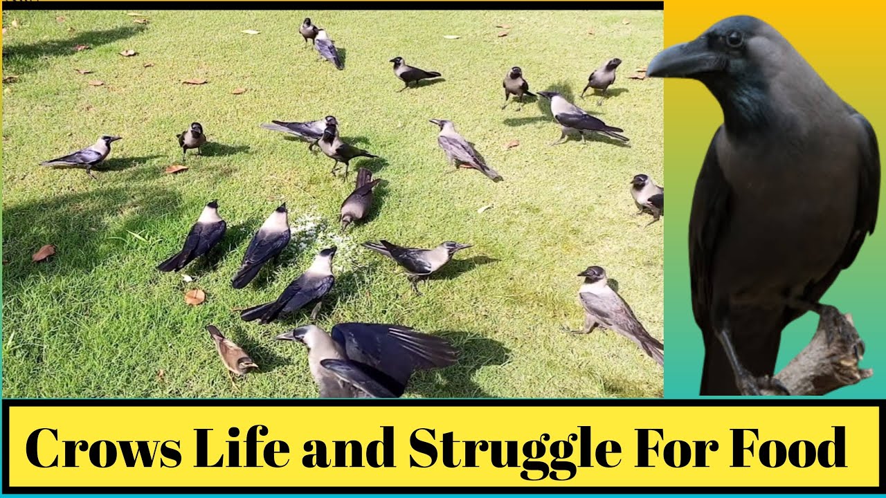 Crows Life and Struggle For Food - YouTube