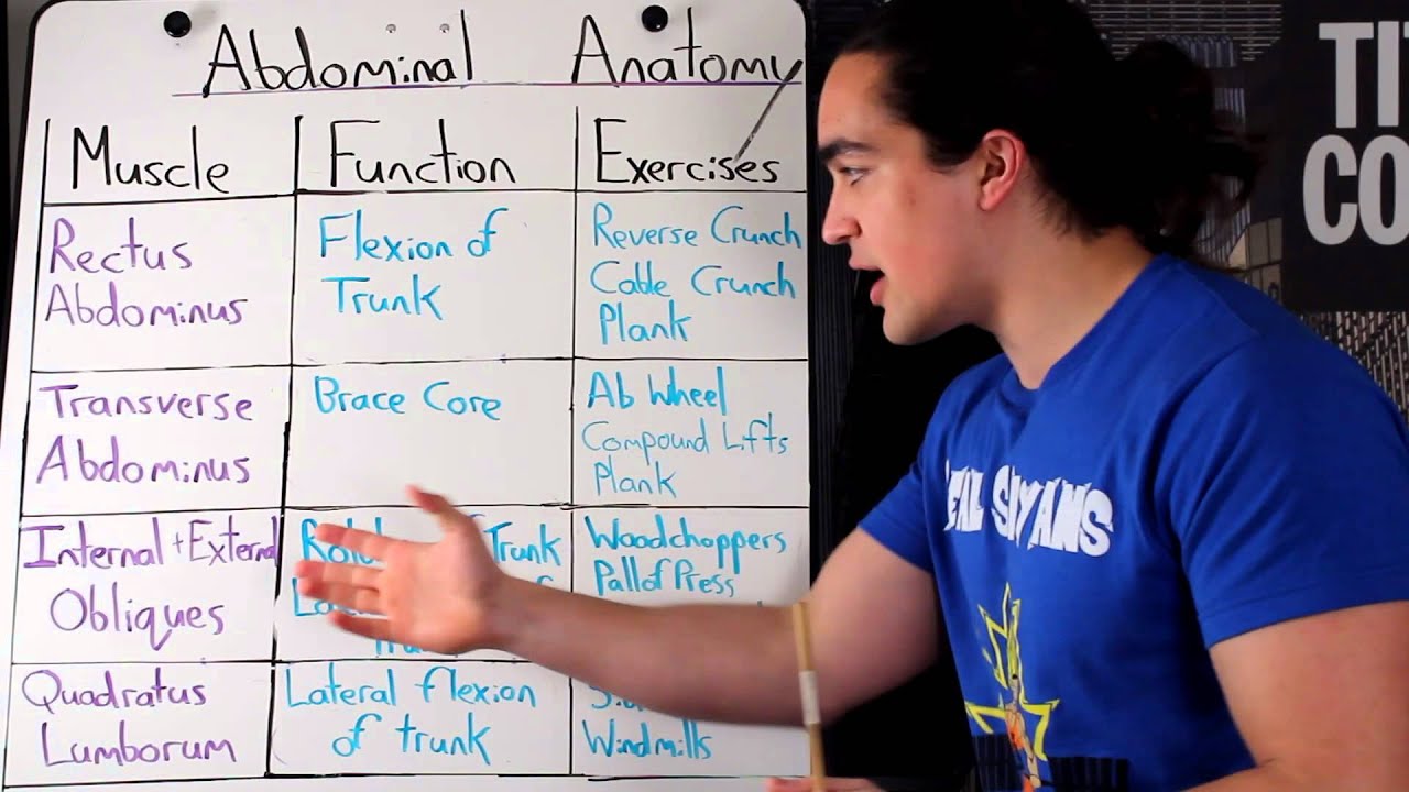 ABDOMINAL ANATOMY 101: HOW TO TARGET THEM + THEIR FUNCTION - YouTube