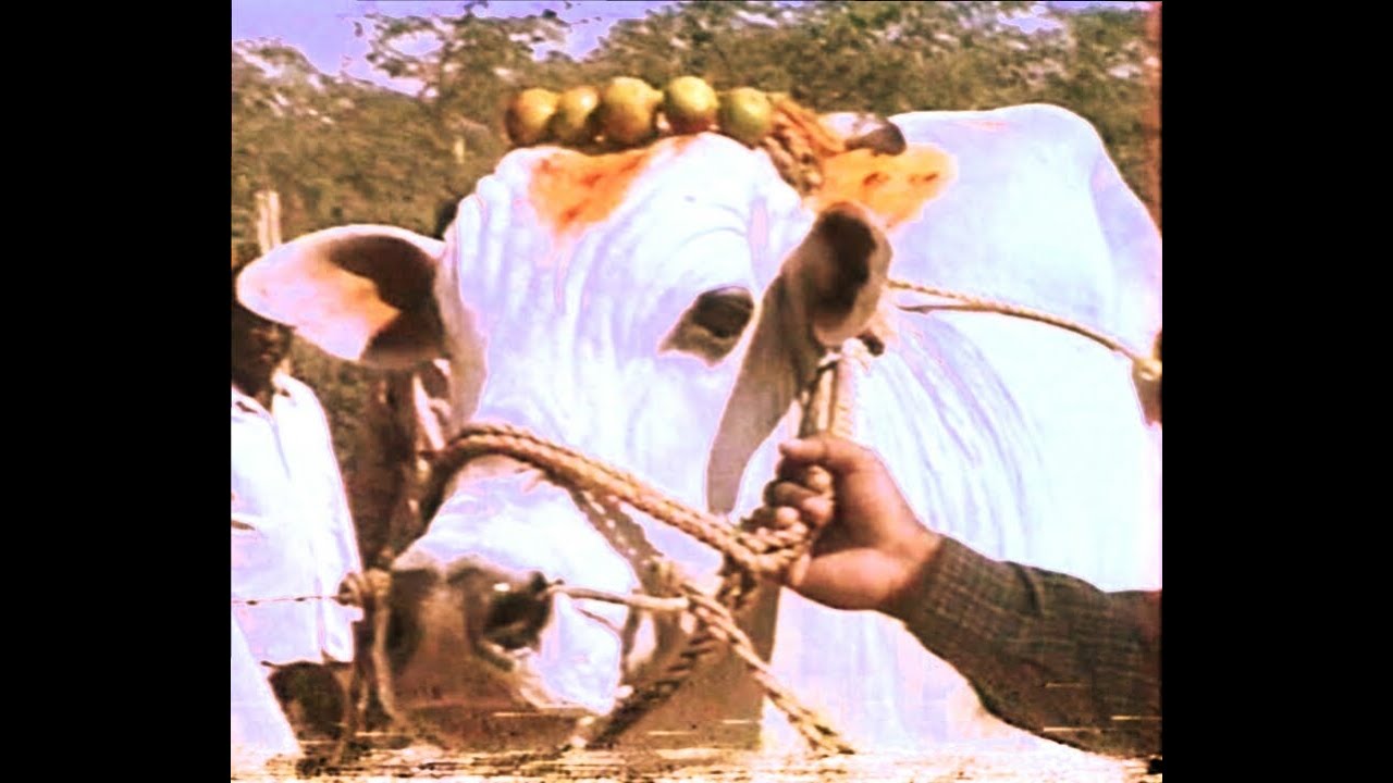 1998-2008 ALL ROUNDER ONGOLE BULL - YouTube