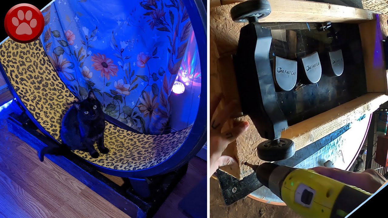I Built A Custom Frame For Our Cat Wheel! - YouTube
