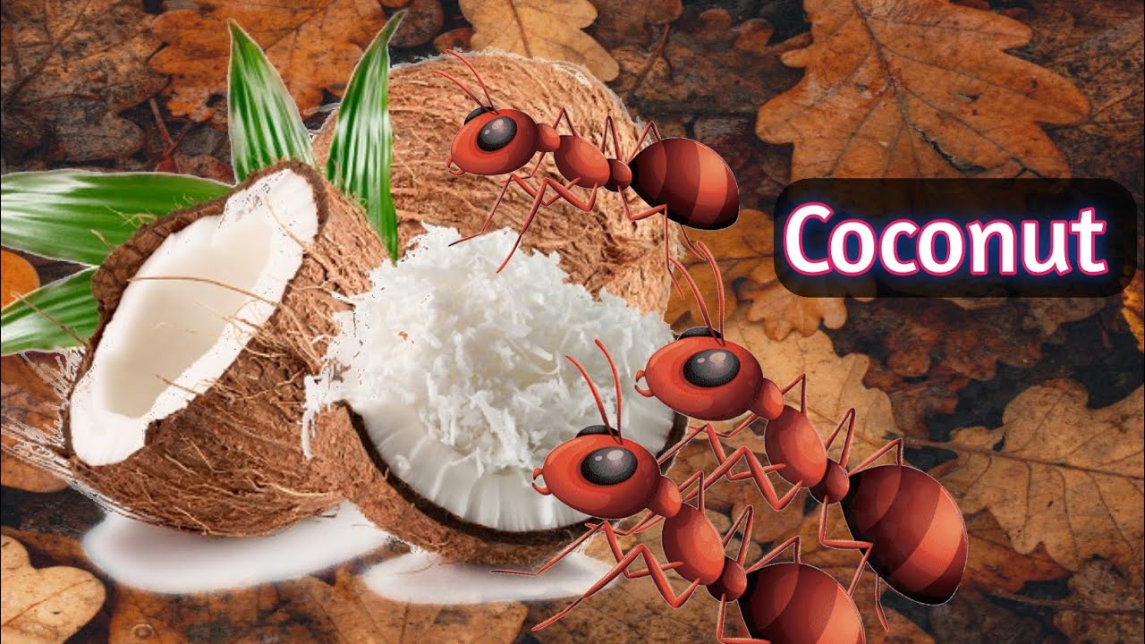 How ants eat and collect coconuts|| animal pets || Abc zoon - YouTube