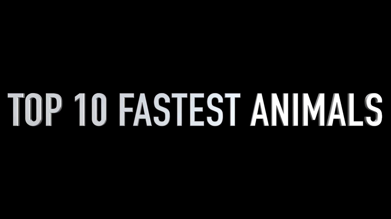 Top 10 Animals With Amazing Speed - YouTube