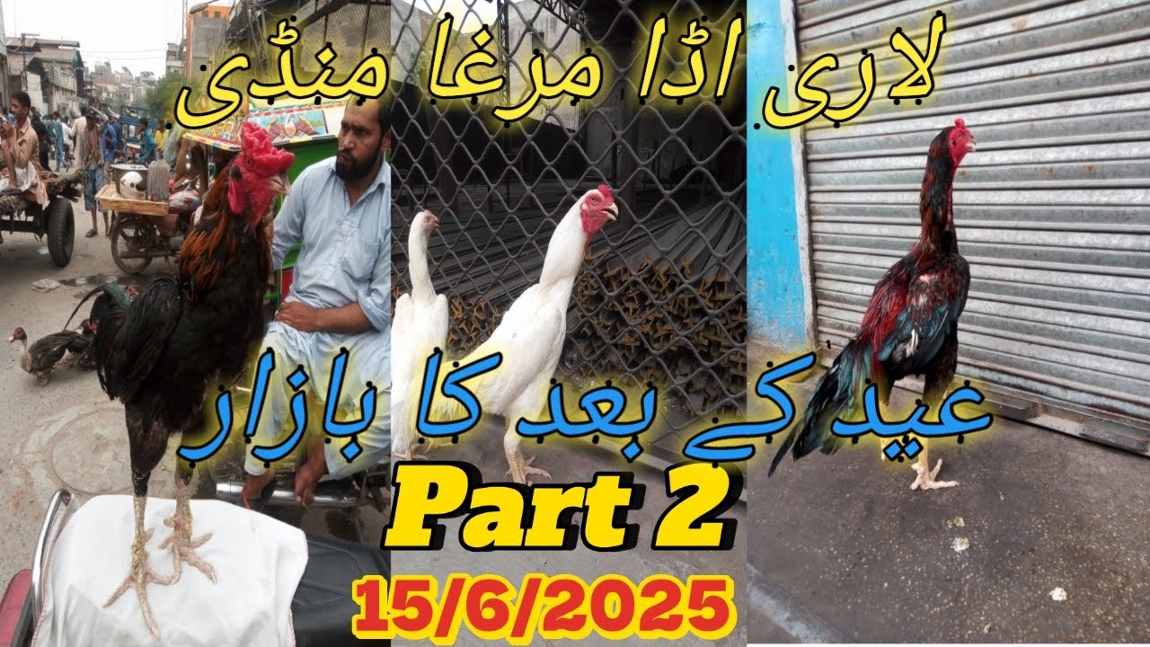 Lahore Lari adda murga mandi new update 2025 in Lahore mugra price low ...