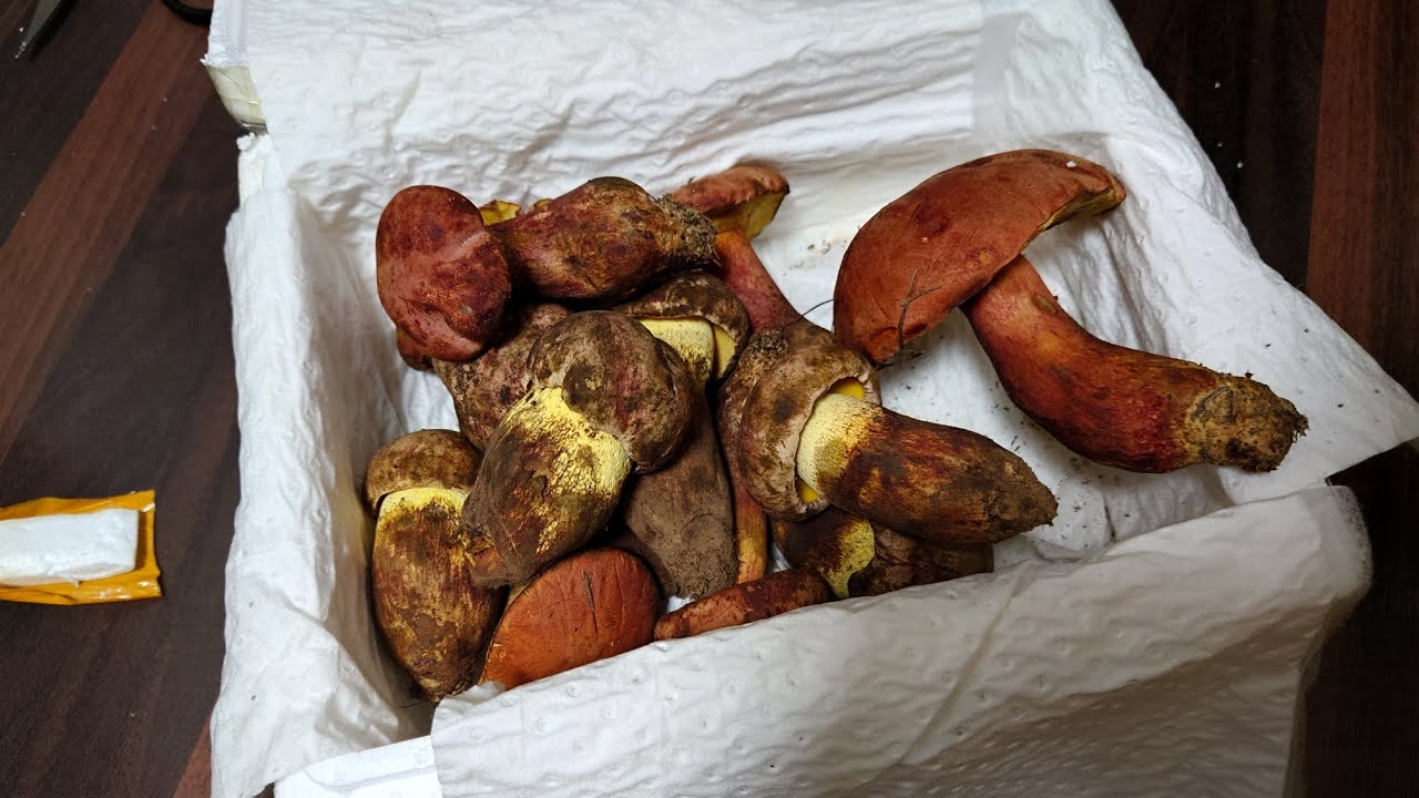 How to cook Boletus - YouTube