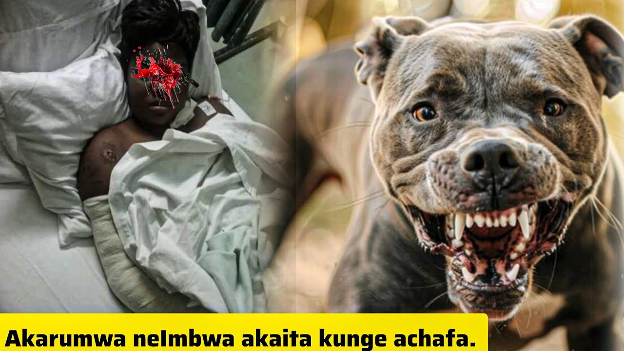 Mukadzi wekurumwa nembwa otsvaga rubatsiro ,atambura - YouTube