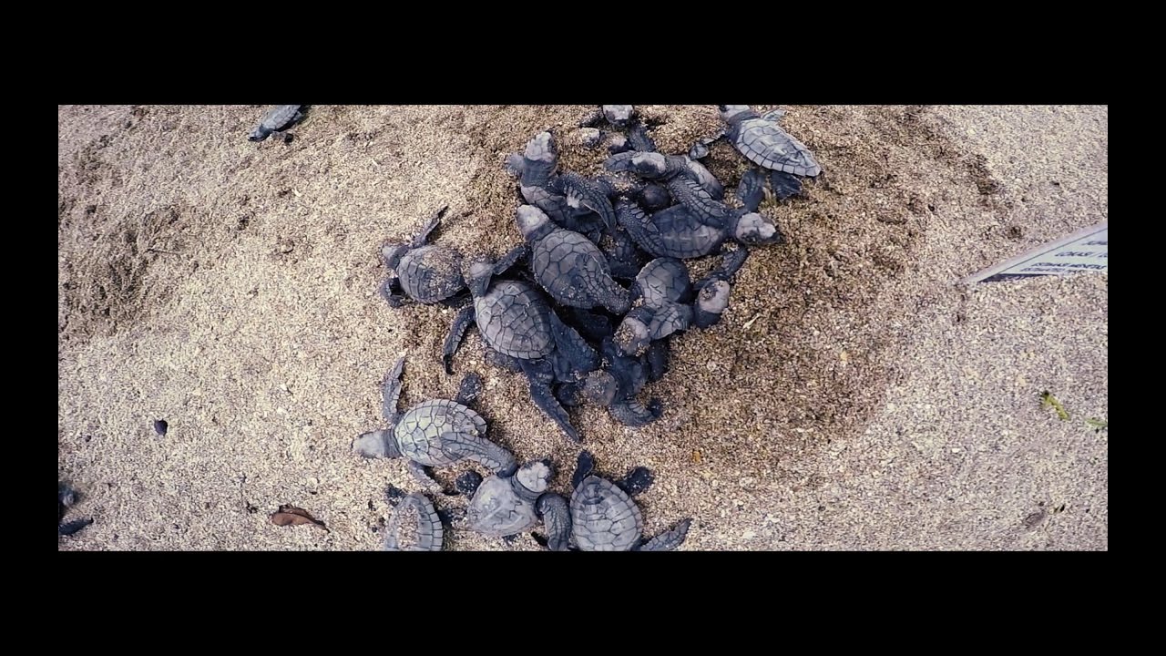 Surfing & releasing sea turtles // Kuta - Bali - Indonesia - YouTube