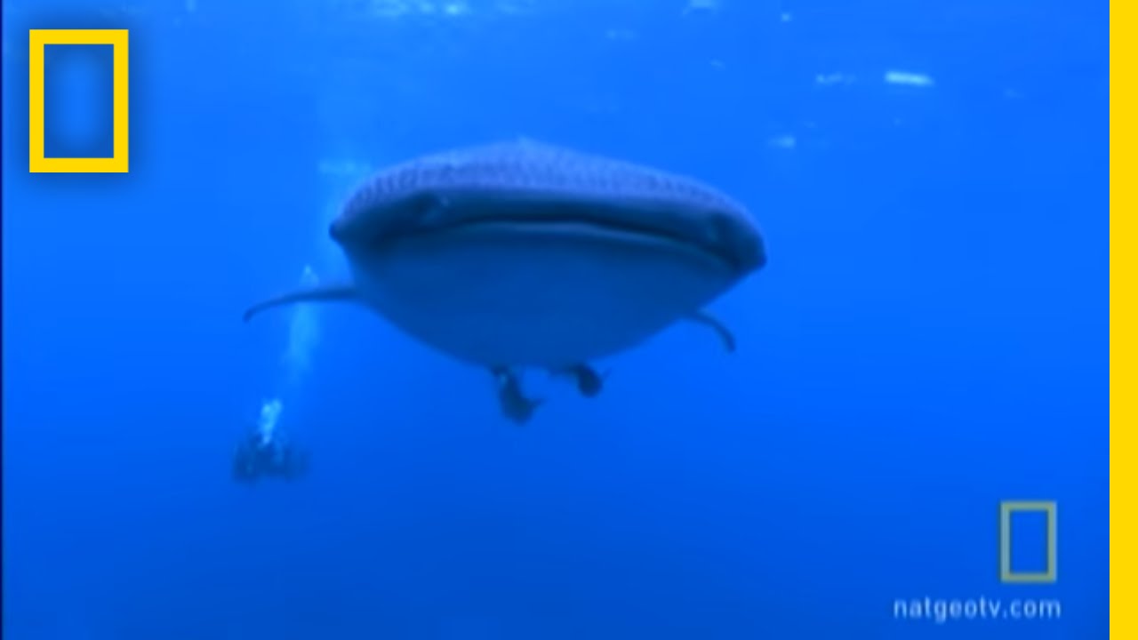 Up Close and Personal Sharks | National Geographic - YouTube