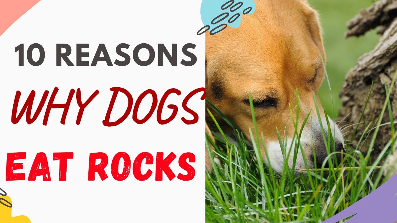 Why Does My Dog Eat Rocks (10 Reasons Answered and Explained) - YouTube