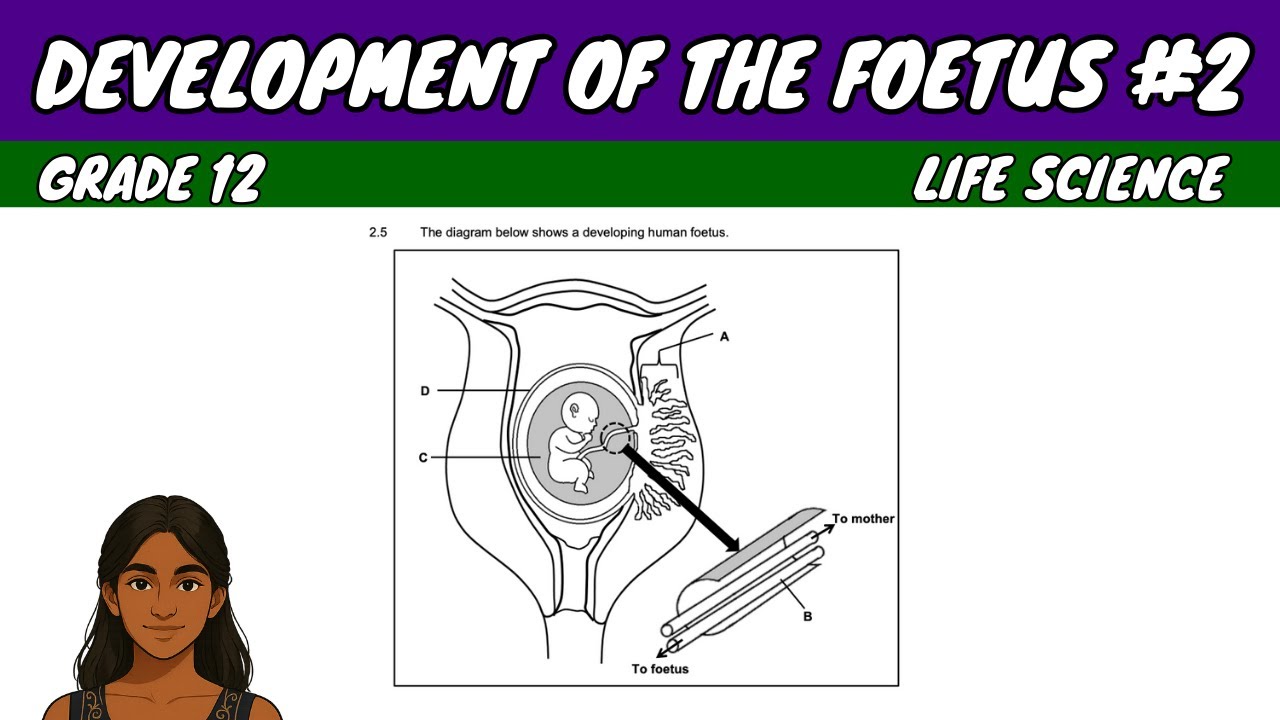 Development Of The Foetus #2 | Grade 12 Life Science - YouTube